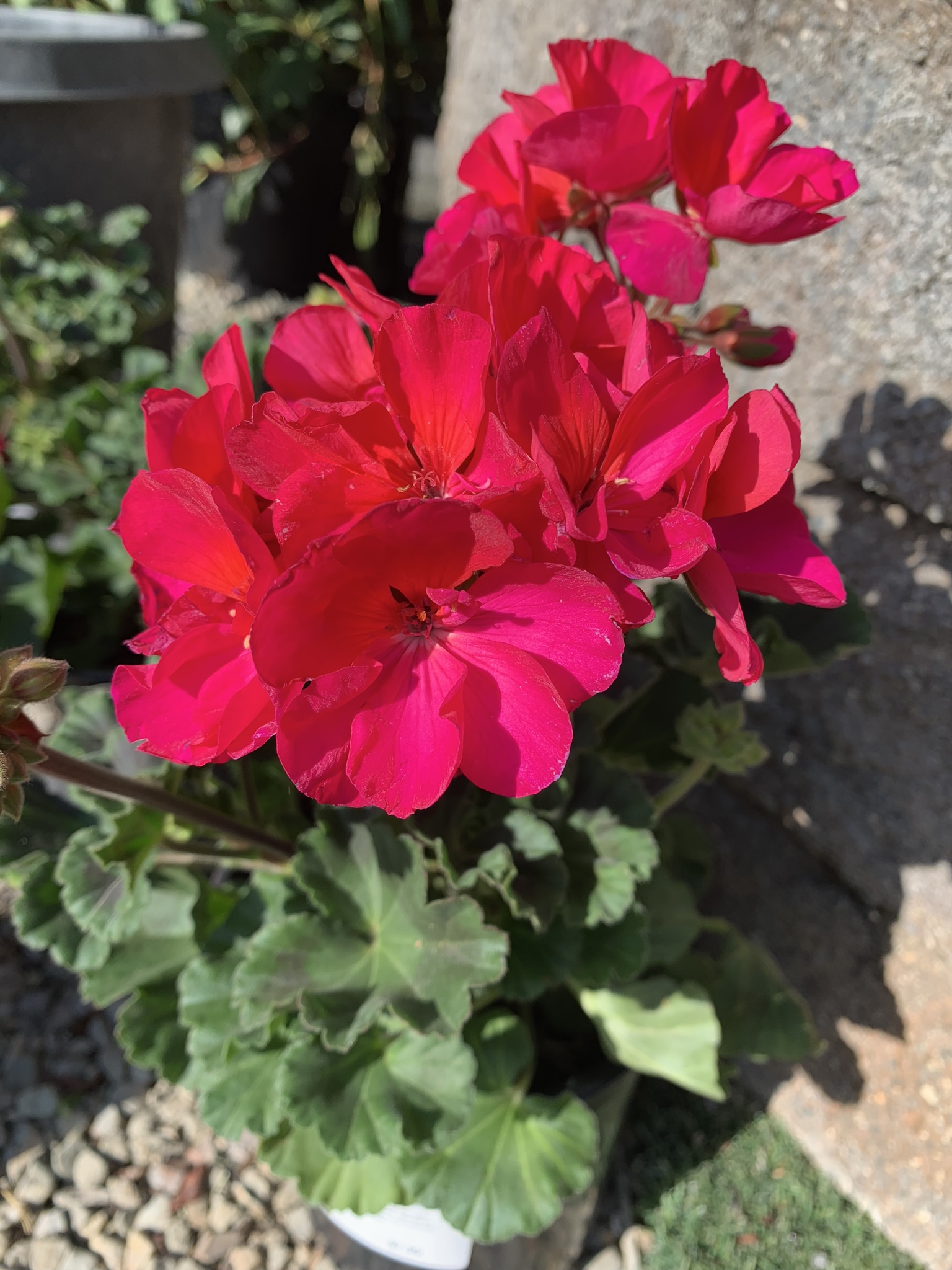 Home | deltatreefarms