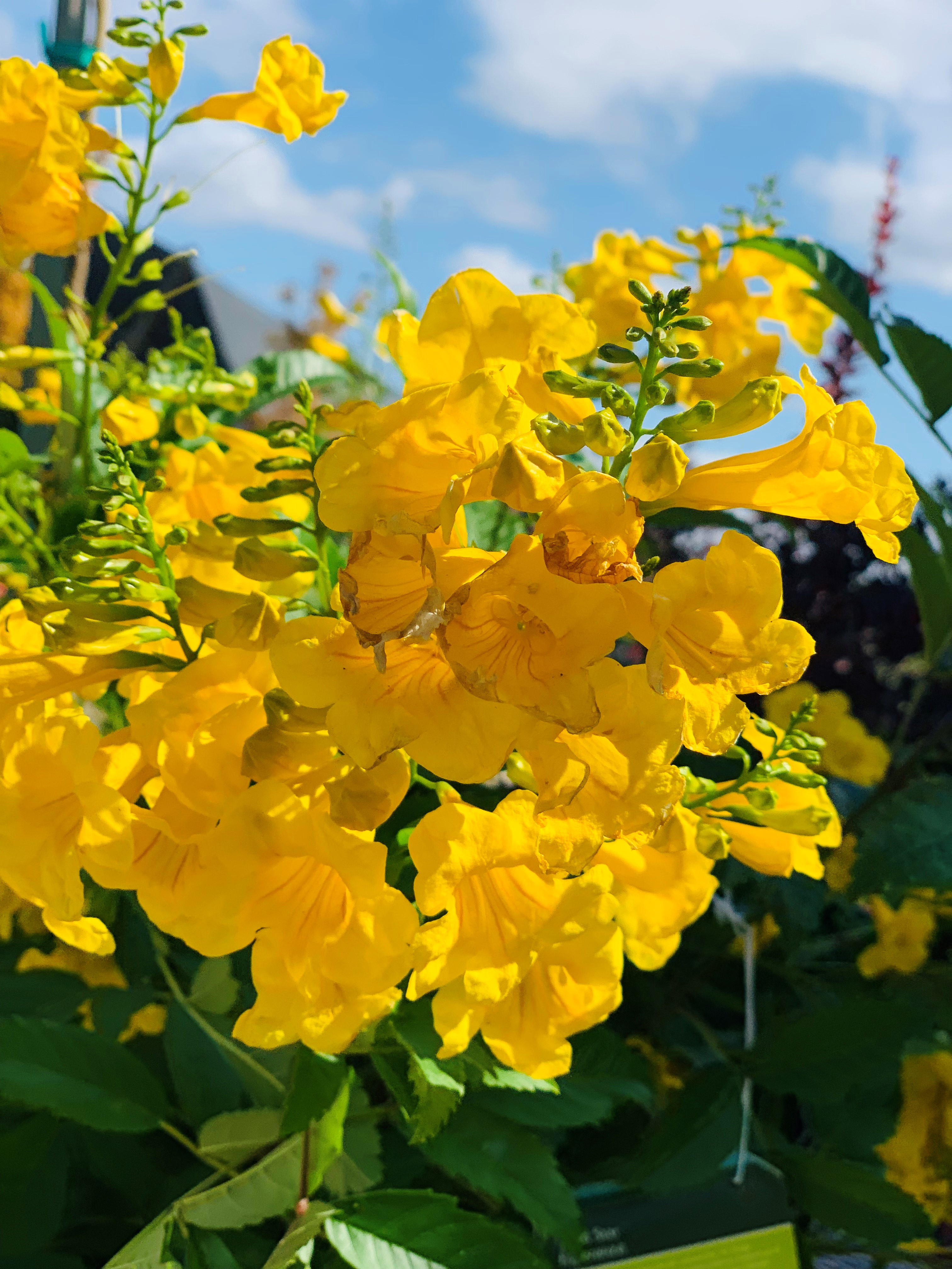 Home | deltatreefarms