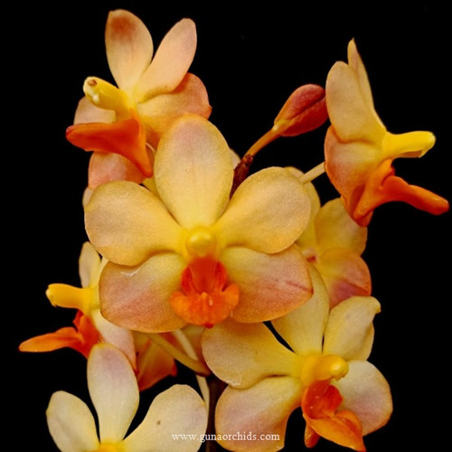 Buy Vandaenopsis Prapin Orchid Online | Guna Orchids