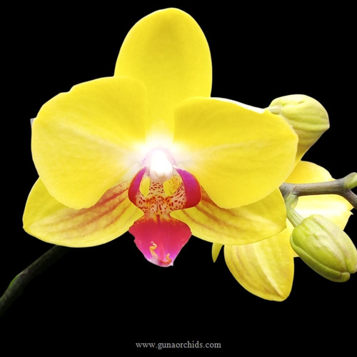 Buy Phalaenopsis Fuller's Gold Princess Orchid Online | Orchid Plants ...