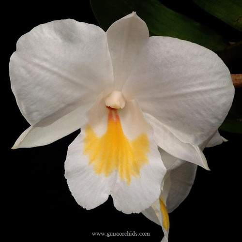Buy Dendrobium Formosum Orchid Online | Guna Orchids