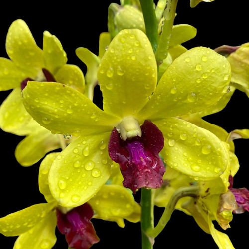 Buy Dendrobium Burana Gold Orchid Online | Orchid Plants for Sale ...