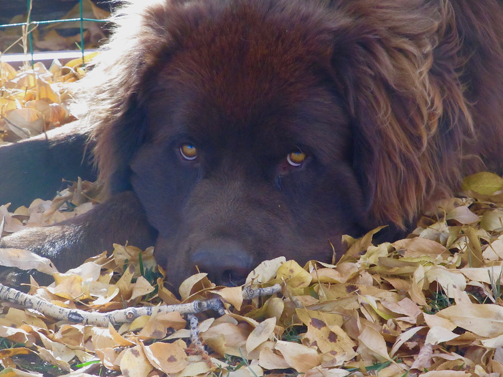 Gettin' back to the good ole' ways | Colorado | Homestead Ranch