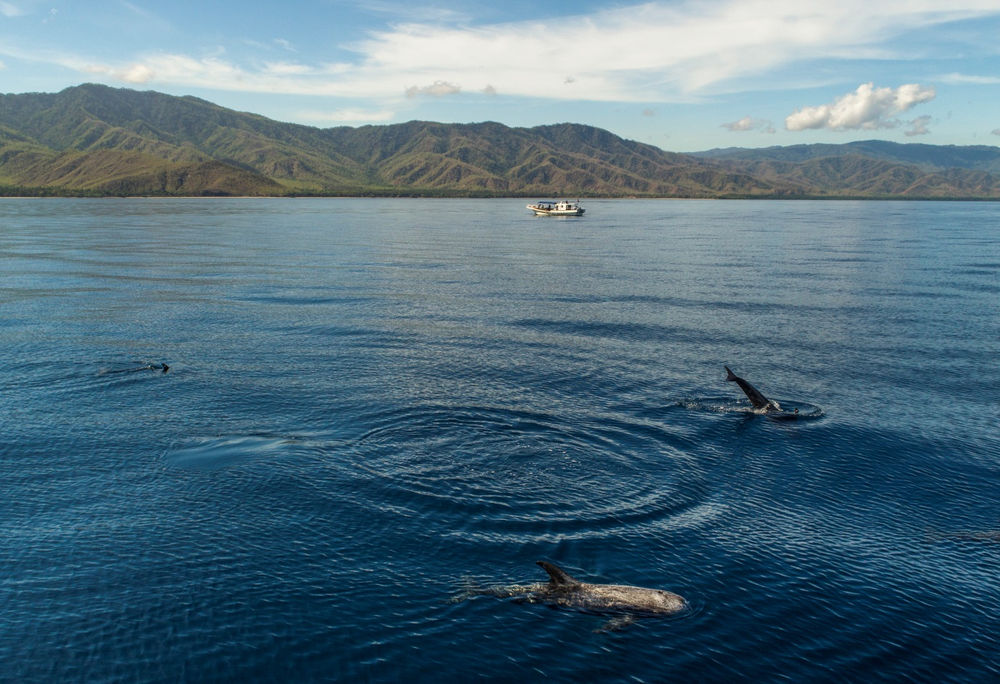 How whale-watching can help Timor-Leste lift itself out of poverty