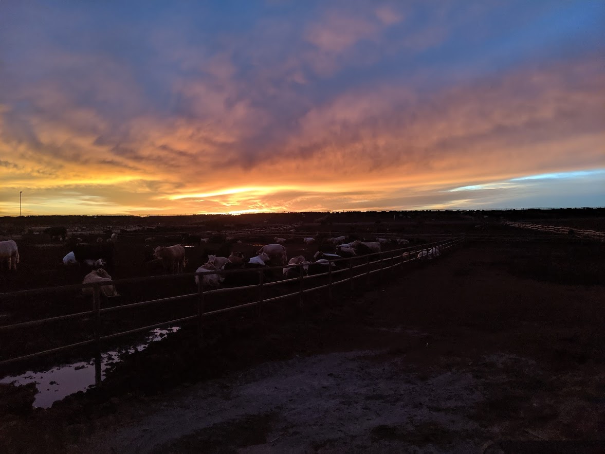 Beef Belt | SW Kansas | Feedyard