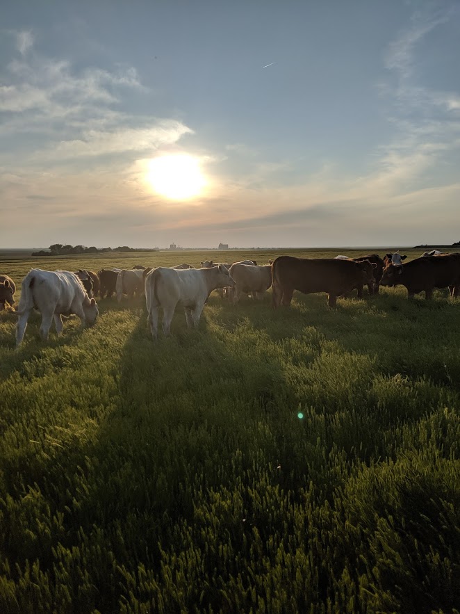 Beef Belt | SW Kansas | Feedyard