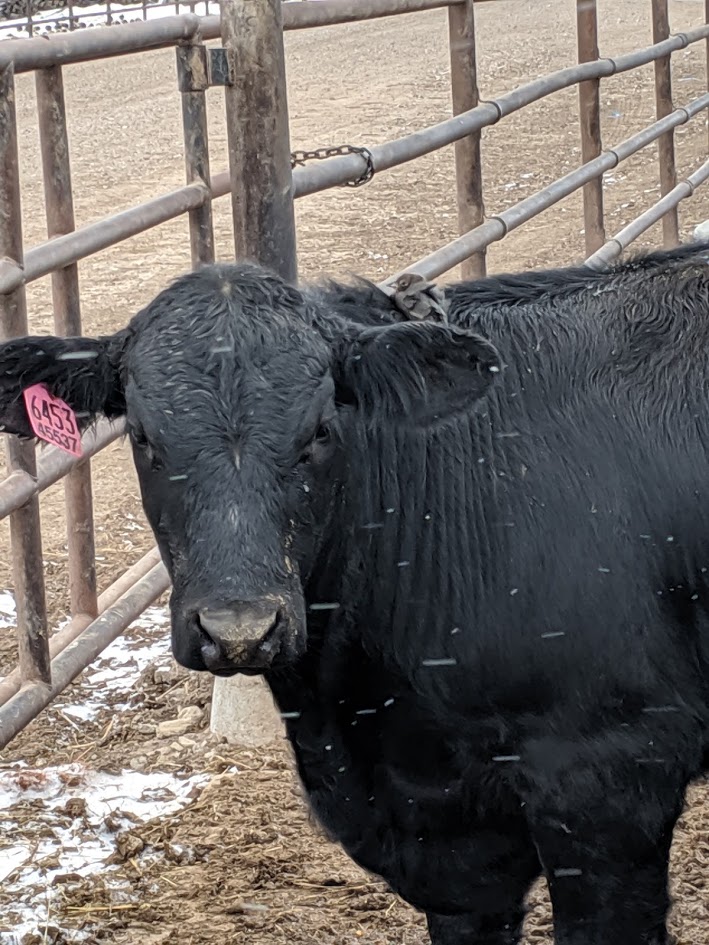 Beef Belt | SW Kansas | Feedyard