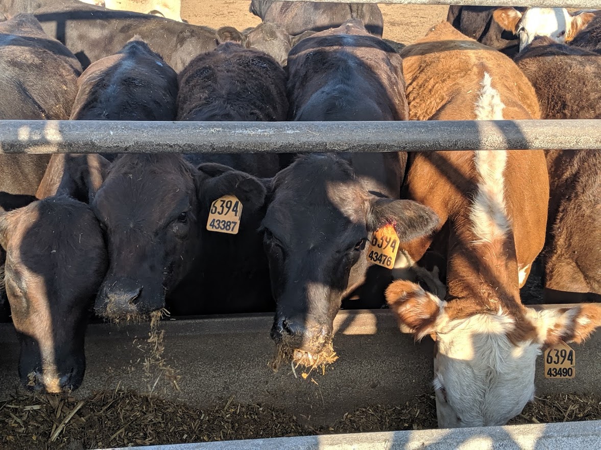 Beef Belt | SW Kansas | Feedyard