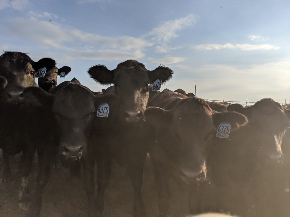 Beef Belt | SW Kansas | Feedyard