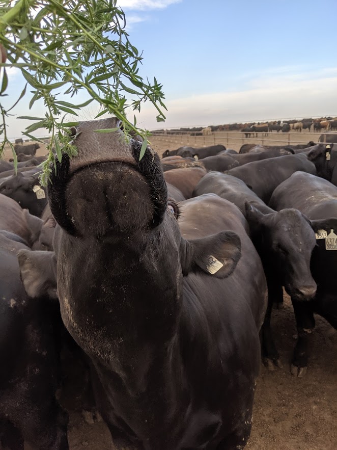 Beef Belt | SW Kansas | Feedyard