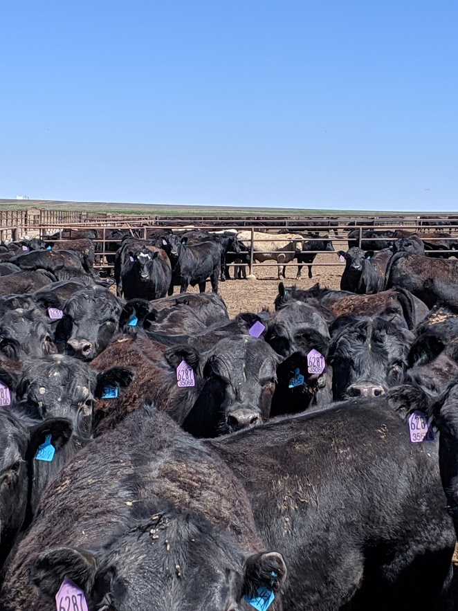 Beef Belt | SW Kansas | Feedyard