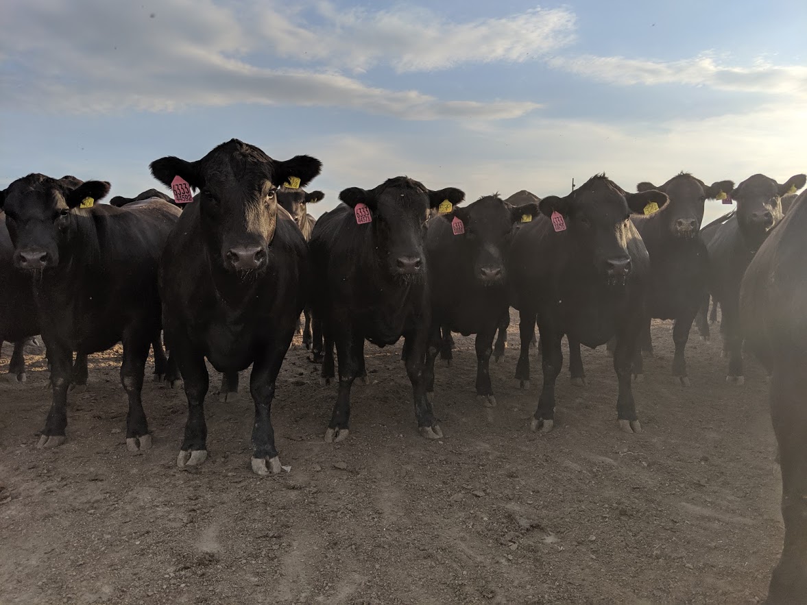 Beef Belt | SW Kansas | Feedyard