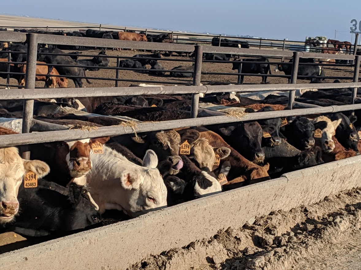 Beef Belt | SW Kansas | Feedyard