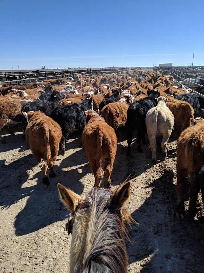 Beef Belt | SW Kansas | Feedyard