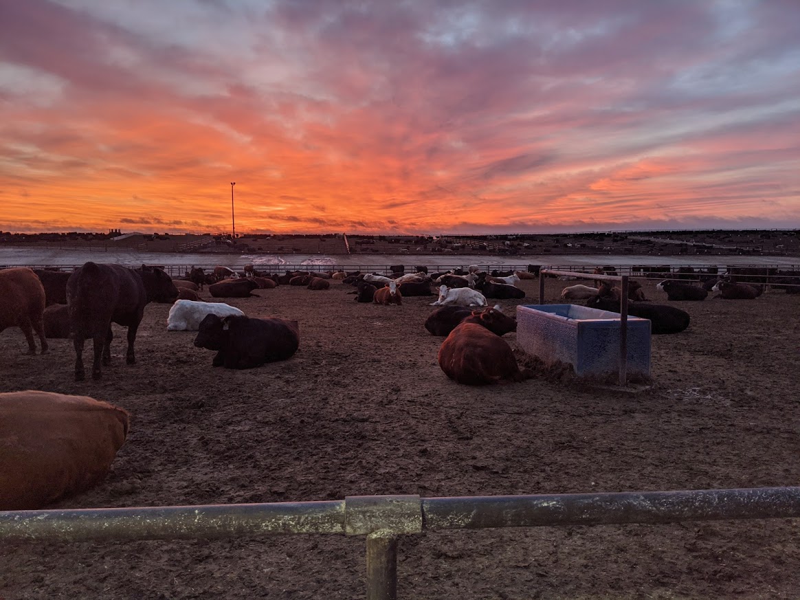 Beef Belt | SW Kansas | Feedyard