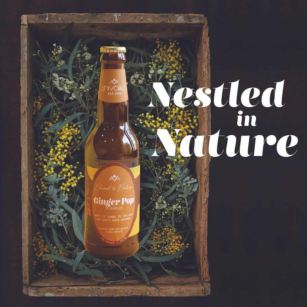 Ginger Pop - Pack of Six (330ml) | Shivalik's