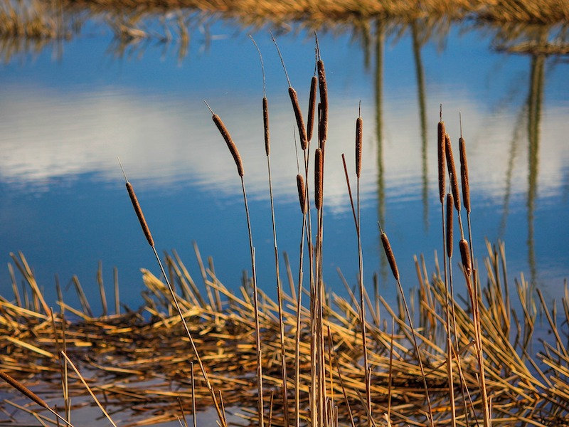 Cattails