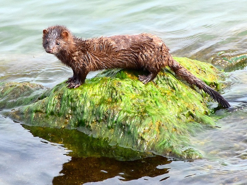 American Mink