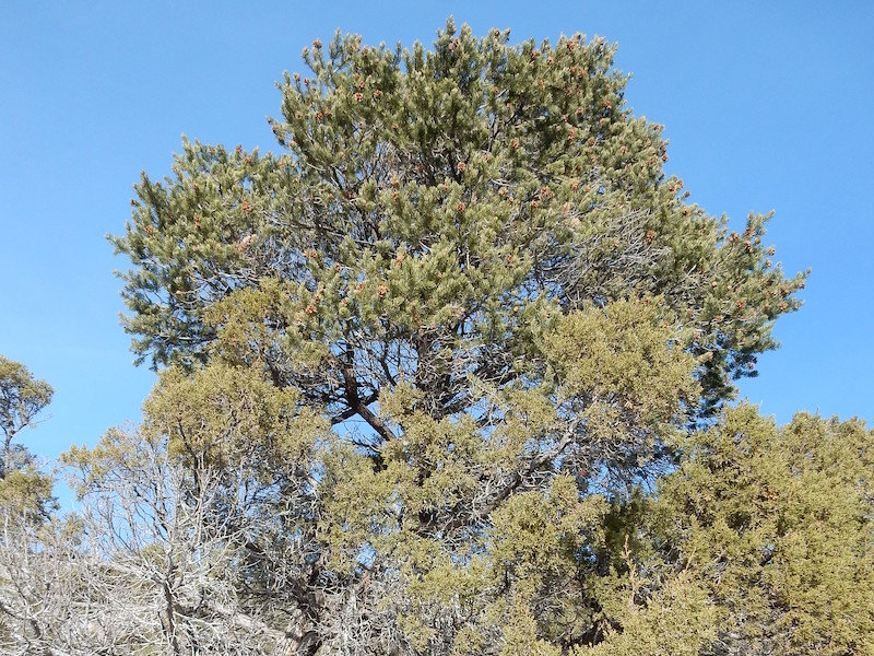 Pinyon Pine