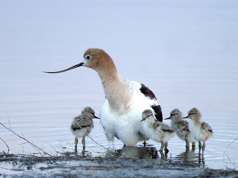 American Avocet