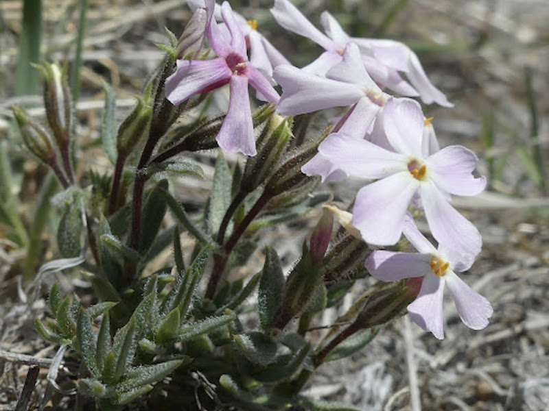Longleaf Phlox