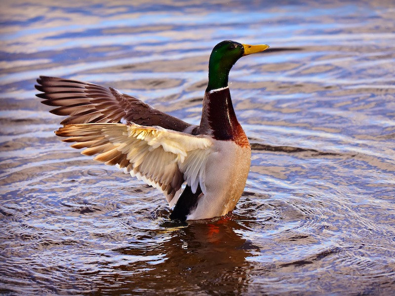 Mallard