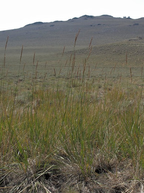 Great Basin Wild Rye