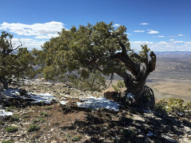 Utah Juniper