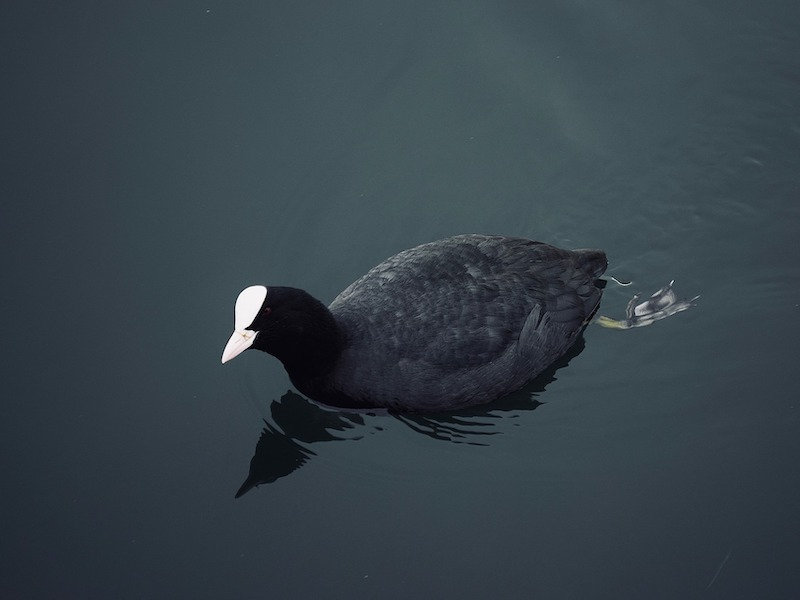 American Coot