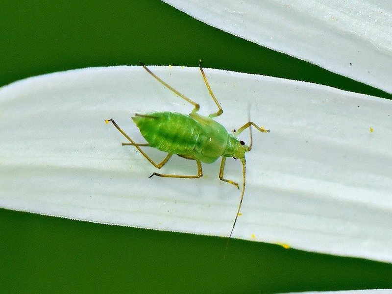 Aphid