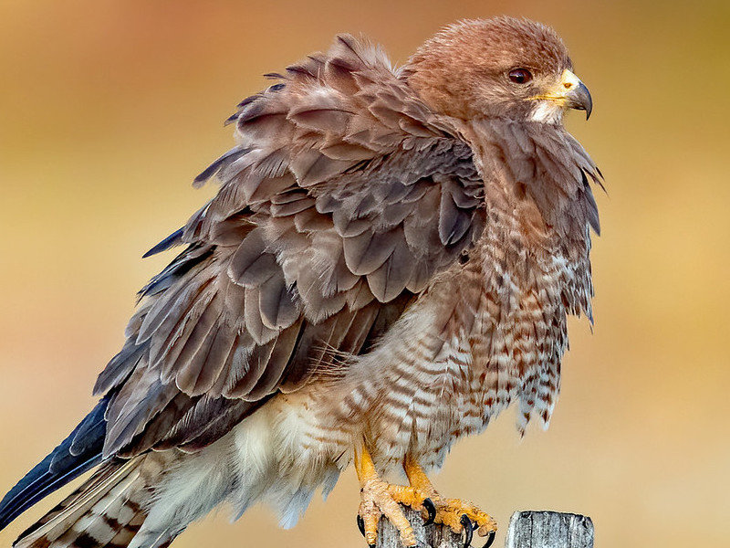 Swainson's Hawk