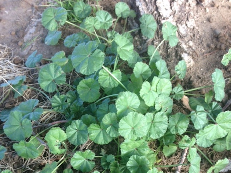 Common Mallow
