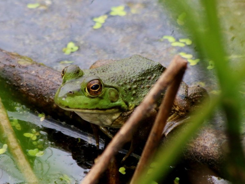 American Bullfrog