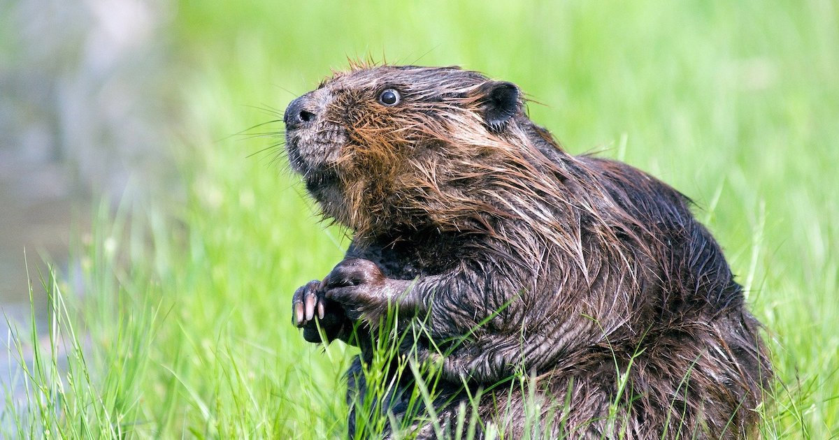 American Beaver