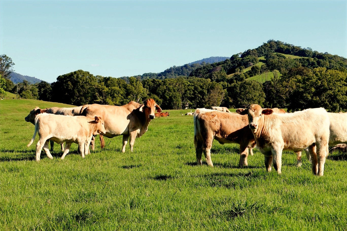 Paddock to Plates - Grass fed veal beef delivered to your door...