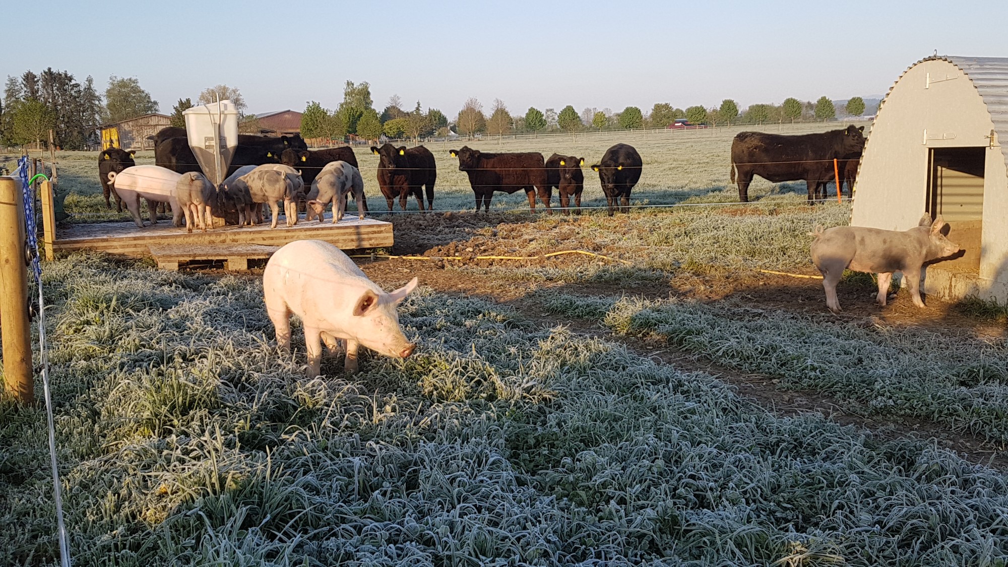 Freilandschweine auf dem Römerhof in Bühl, Seeland, Bern