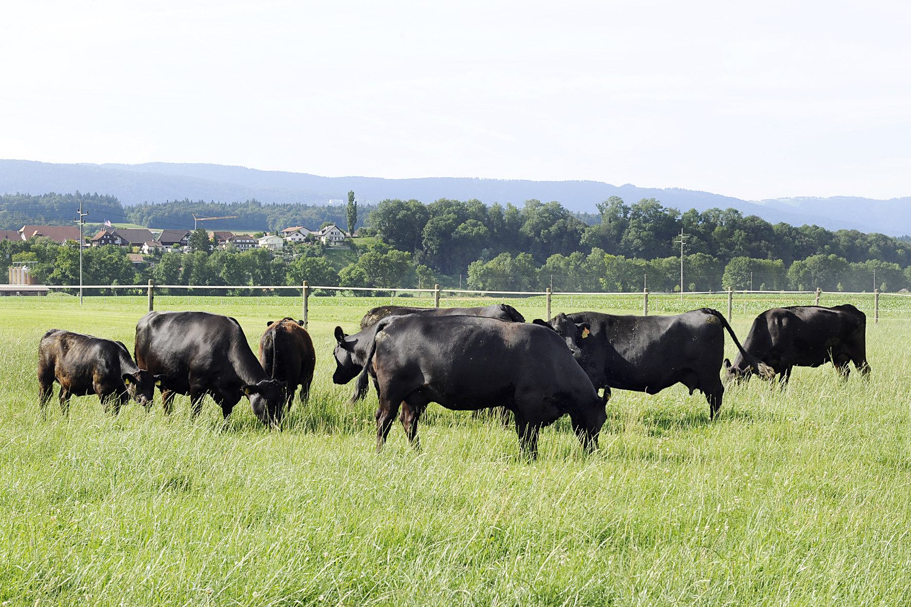 Angus Mutterkuhhaltung auf dem Römerhof in Bühl, Seeland, Bern