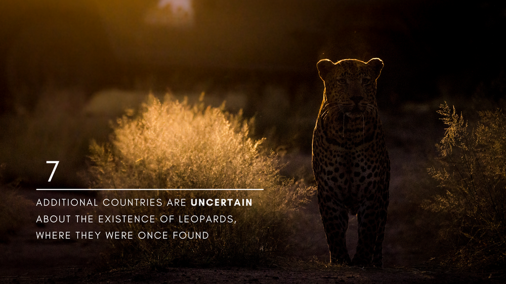 International Leopard Day 2021: Celebrating Leopards