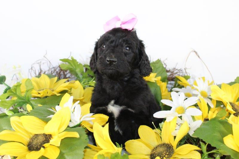 Pooghans | Forever Country Puppies