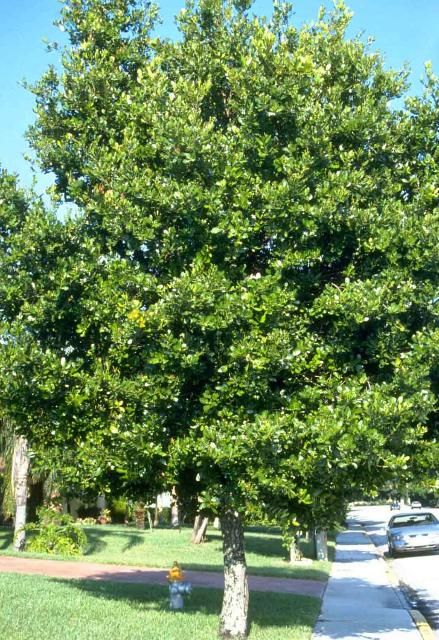 Trees: Detailed Information | GardeningAngelNurser