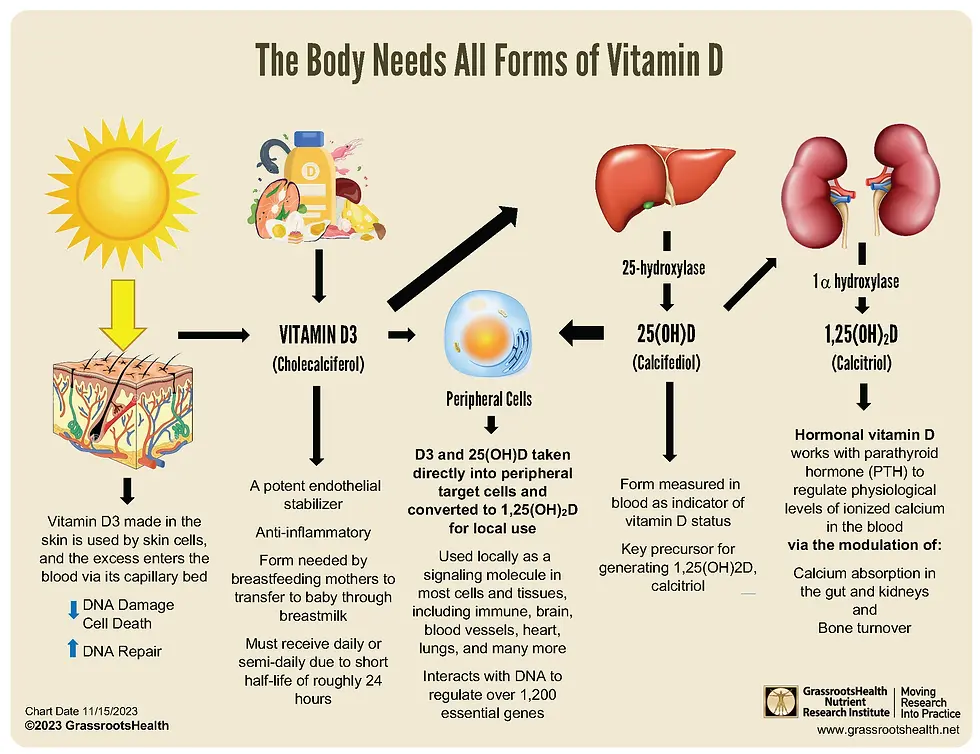 What is a Vitamin?