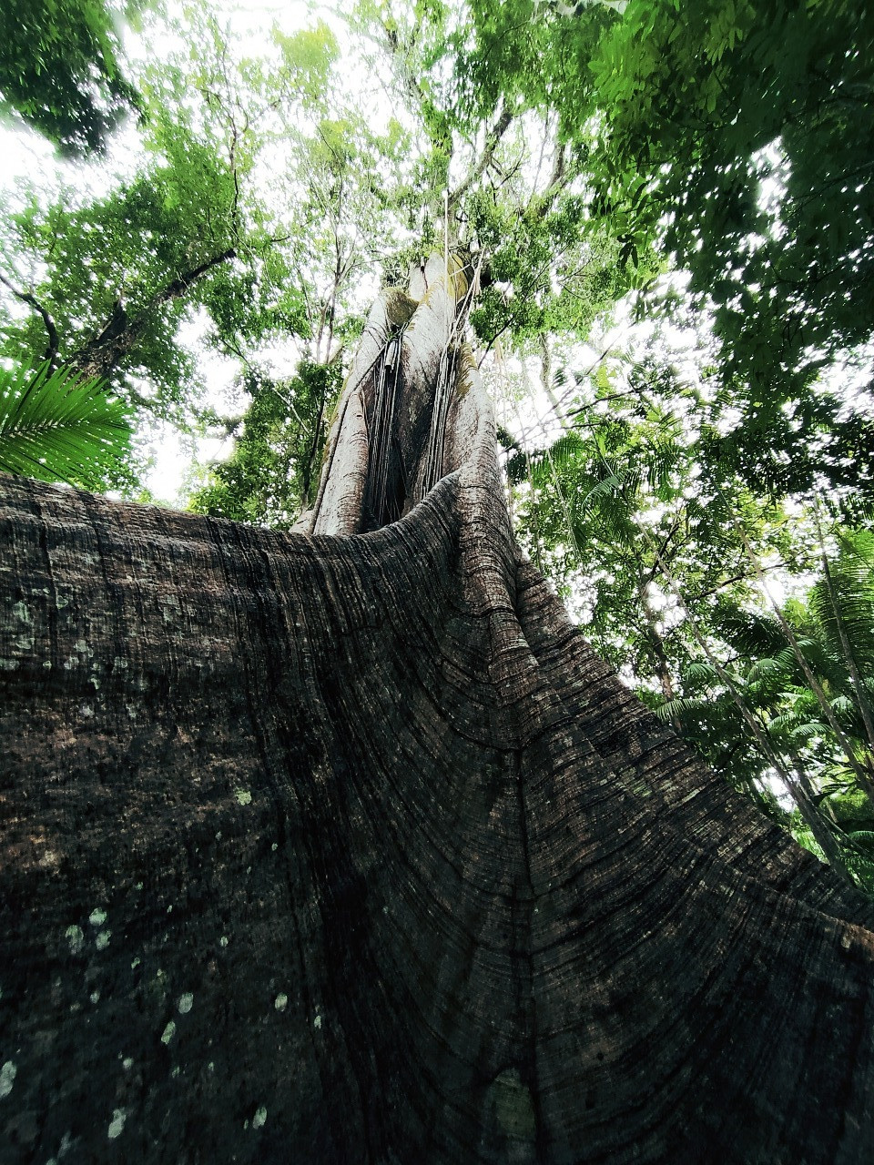 A SAMAÚMA | Samaúma