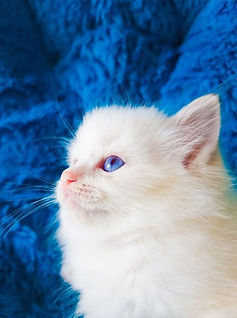 The Little Ragdoll Kitten Company, ragdoll cat breeder | Halifax, West ...