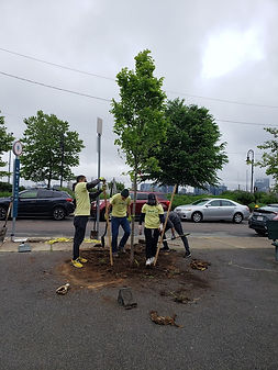 Urban Canopy | Tree Eastie | East Boston