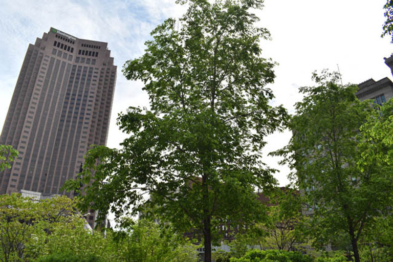 John P Murphy Foundation Gardens