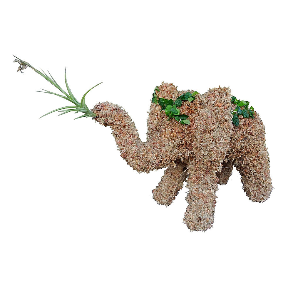 Shop Our Topiaries | Moss & Vine Topiary