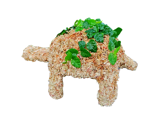 Medium Turtle Topiary - Planted | Noah's Ark Topiary