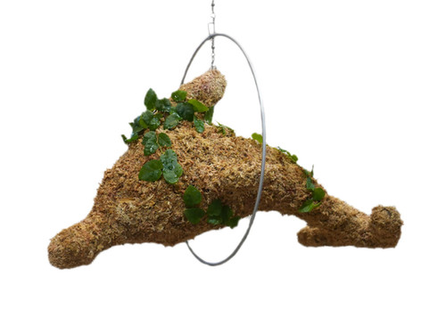 Medium Dolphin and Ring Topiary - Planted | Noah's Ark Topiary