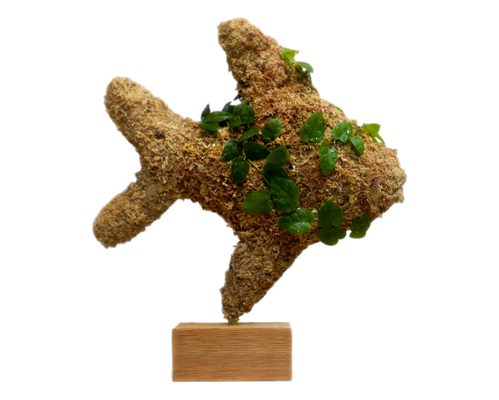 Tropical Angel Fish Topiary - Planted | Moss & Vine Topiary