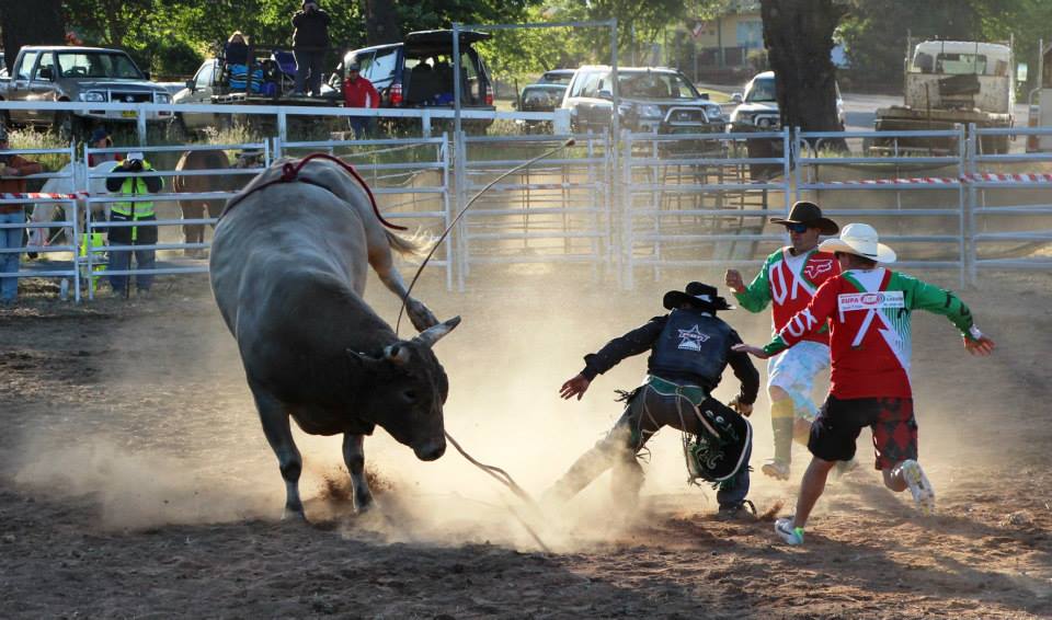 Gallery | oberon-rodeo